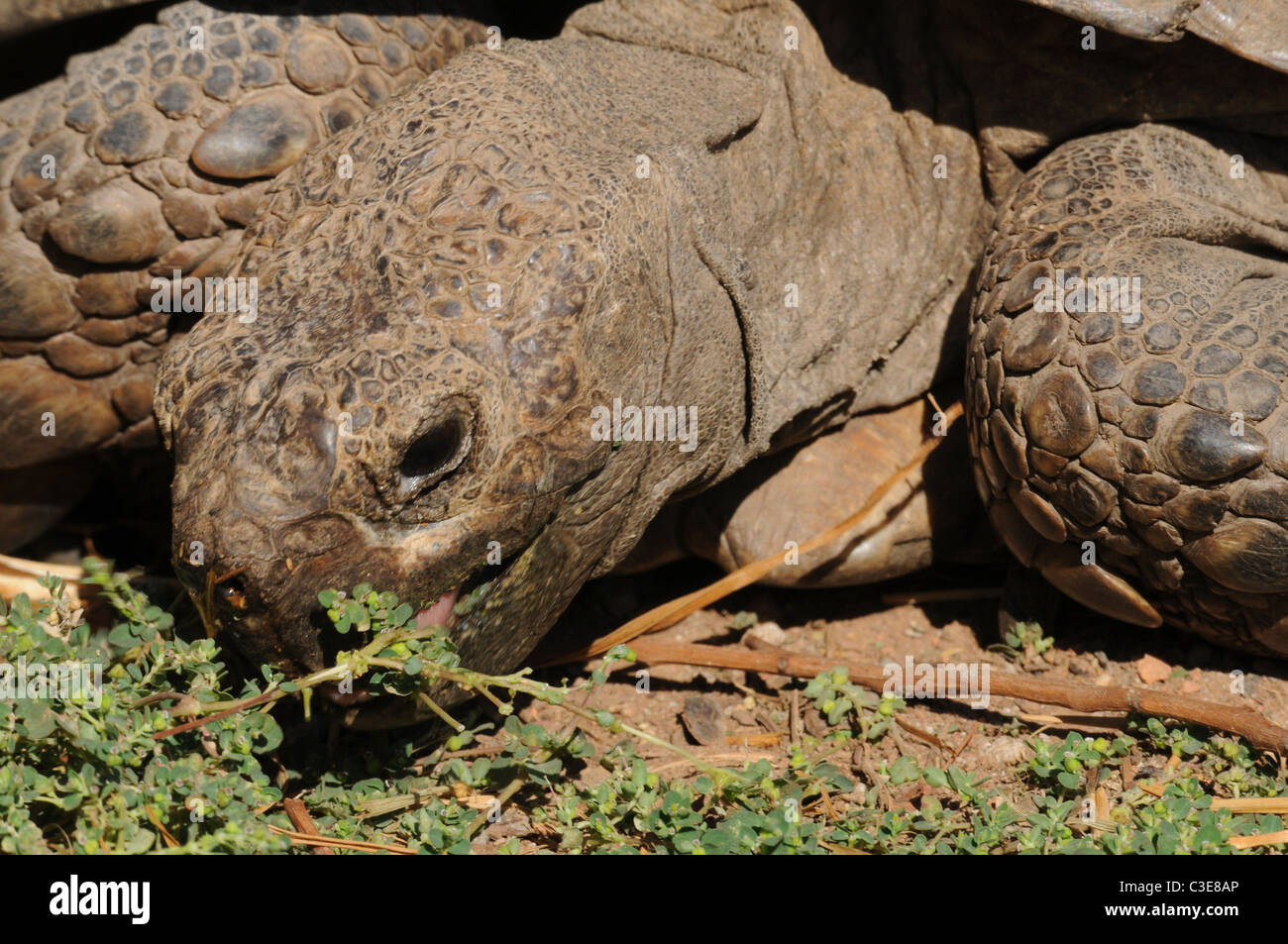 Close up pictures of Leopard Tortoise, reptile, wildlife, South Africa ...