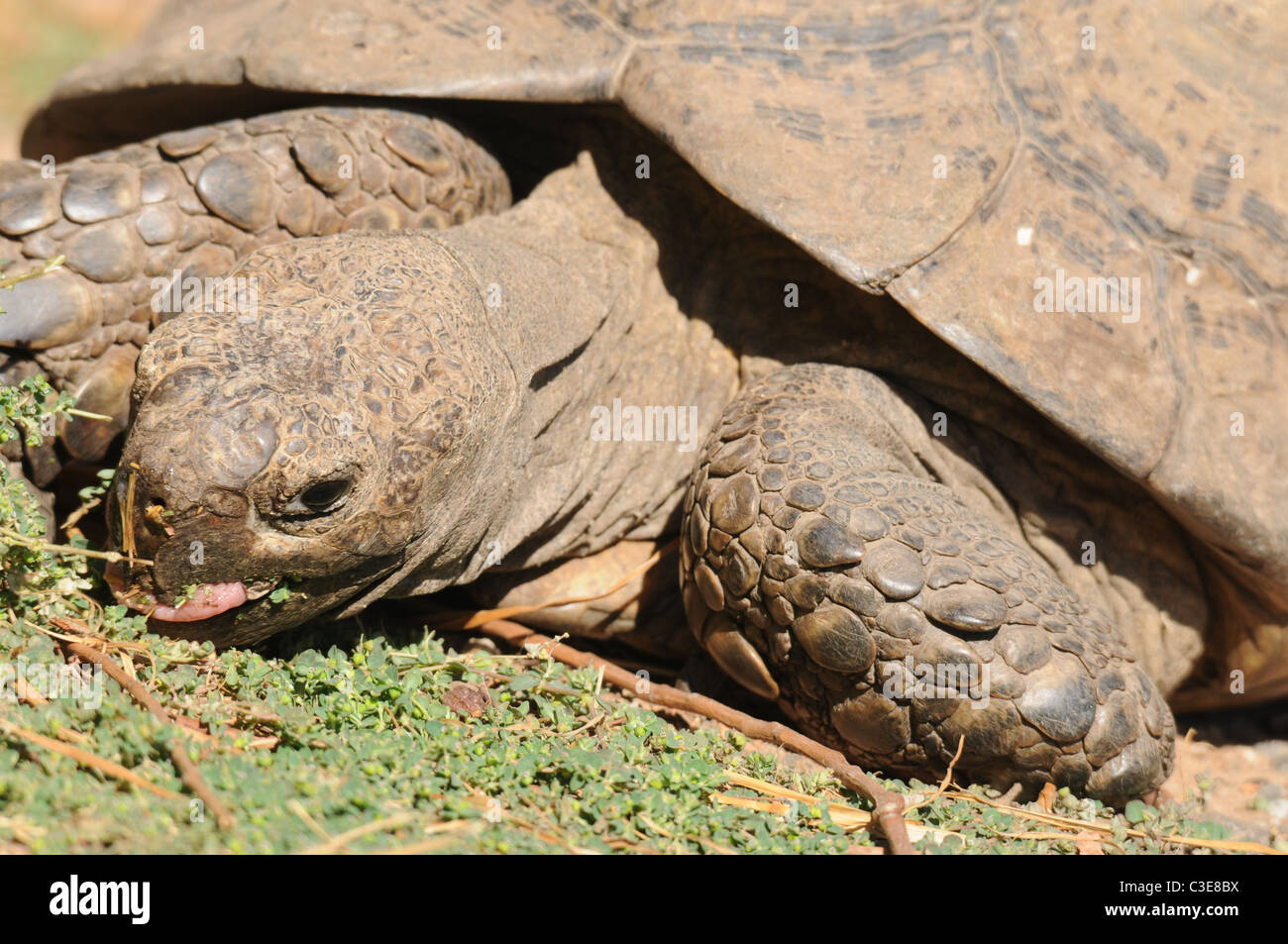 Close up pictures of Leopard Tortoise, reptile, wildlife, South Africa ...