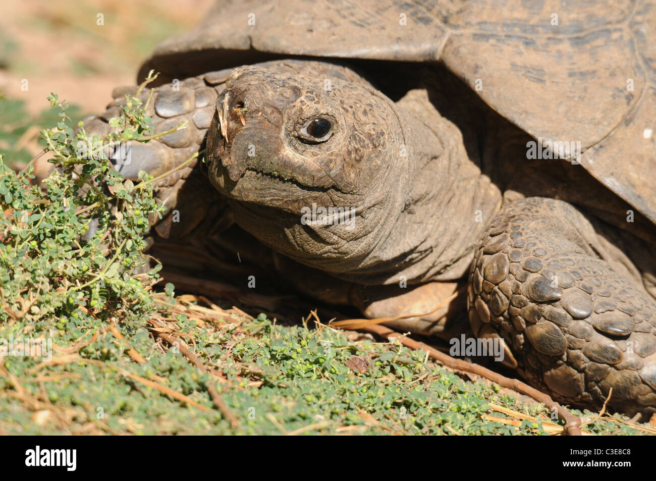 Close up pictures of Leopard Tortoise, reptile, wildlife, South Africa ...