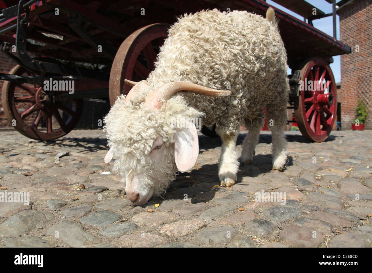 Estate of Tatton Park, England. An Angora goat at Tatton Park’s Home ...