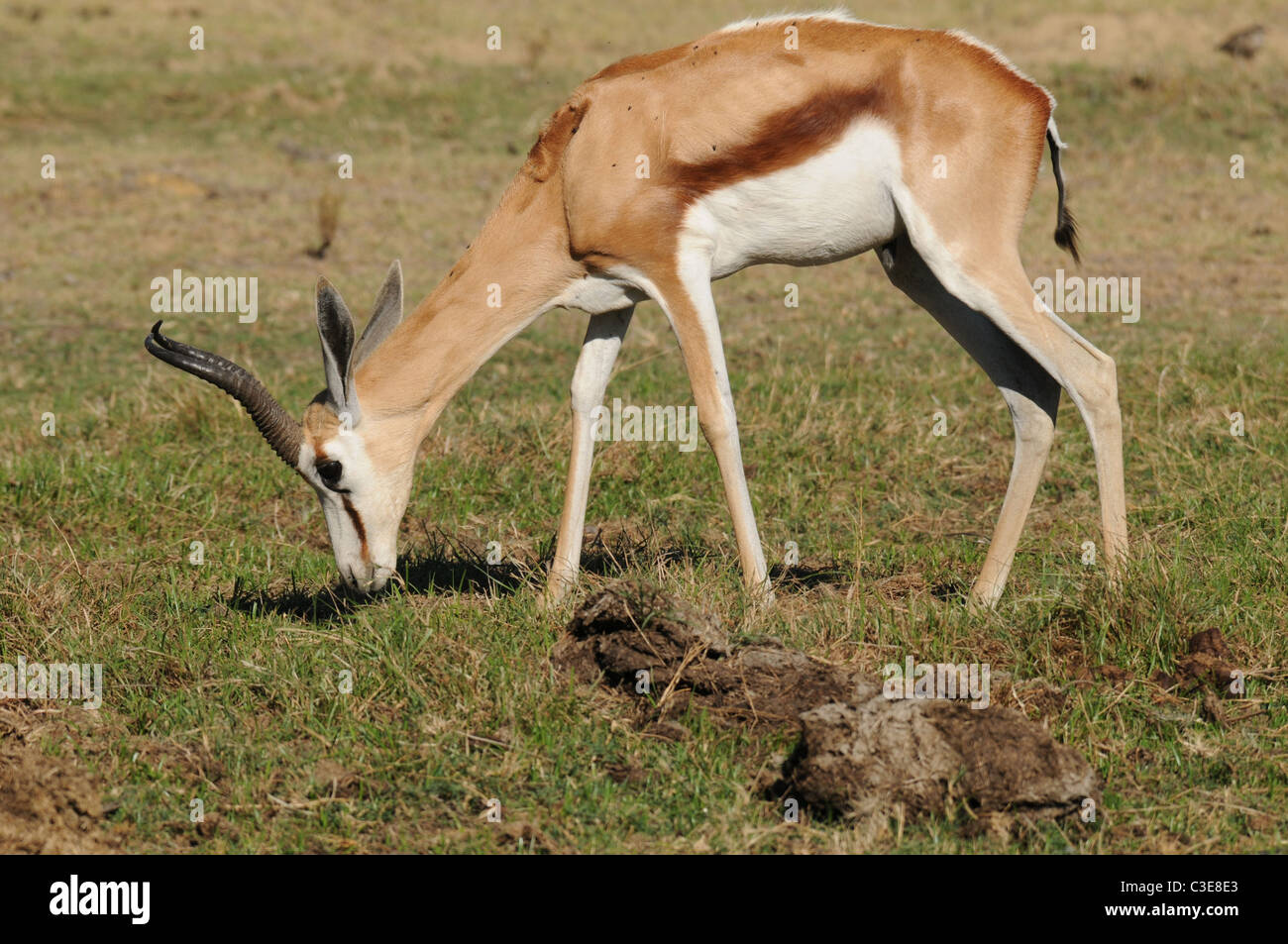 National symbol of south africa hi-res stock photography and images - Alamy