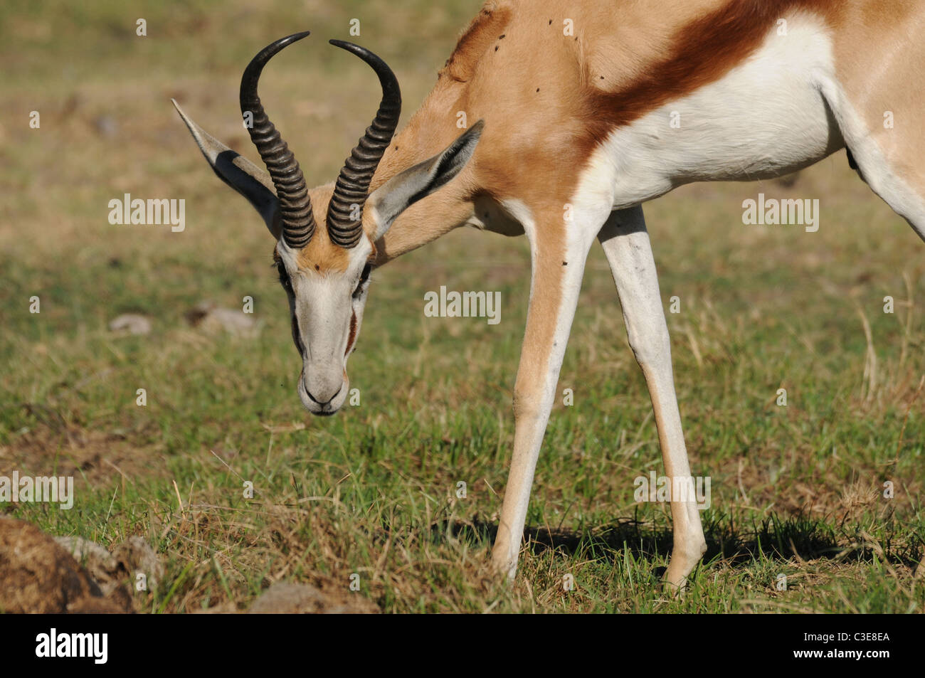 Springbok, former national symbol of South Africa, antelope, wildlife ...