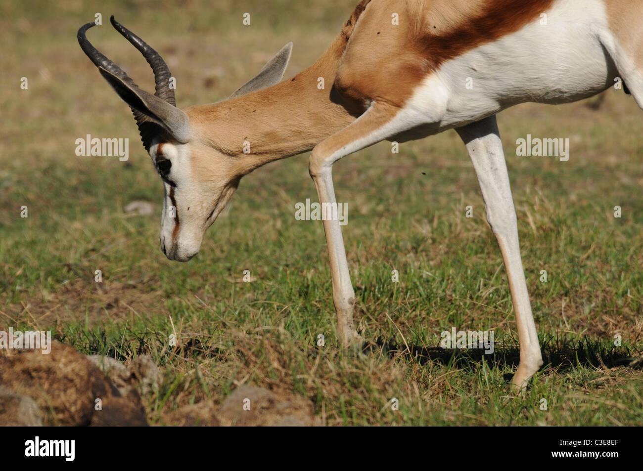 Springbok, former national symbol of South Africa, antelope, wildlife ...
