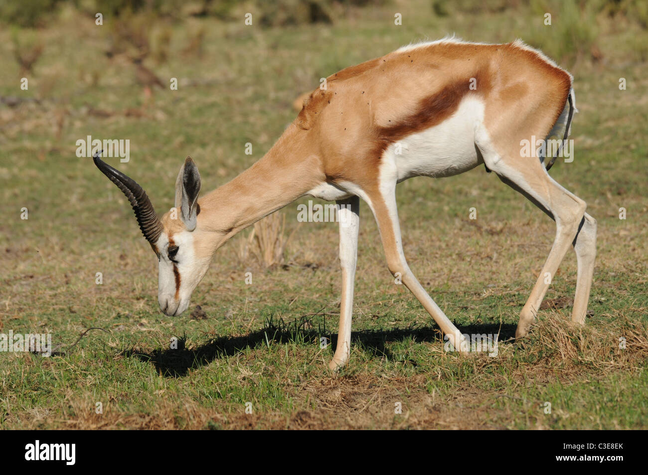 Springbok, former national symbol of South Africa, antelope, wildlife ...