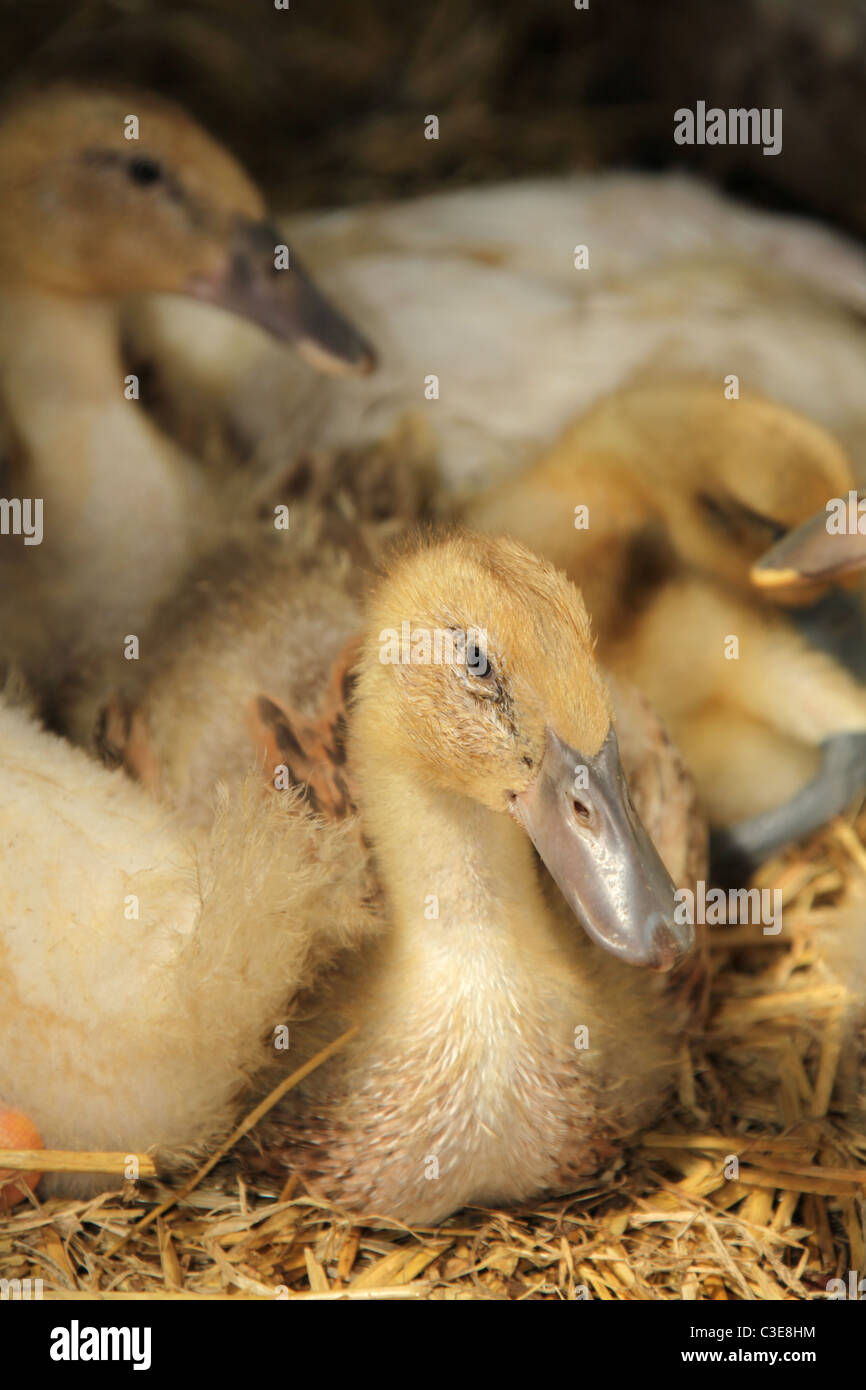 Estate of Tatton Park, England. Chicks with their mothers at Tatton ...