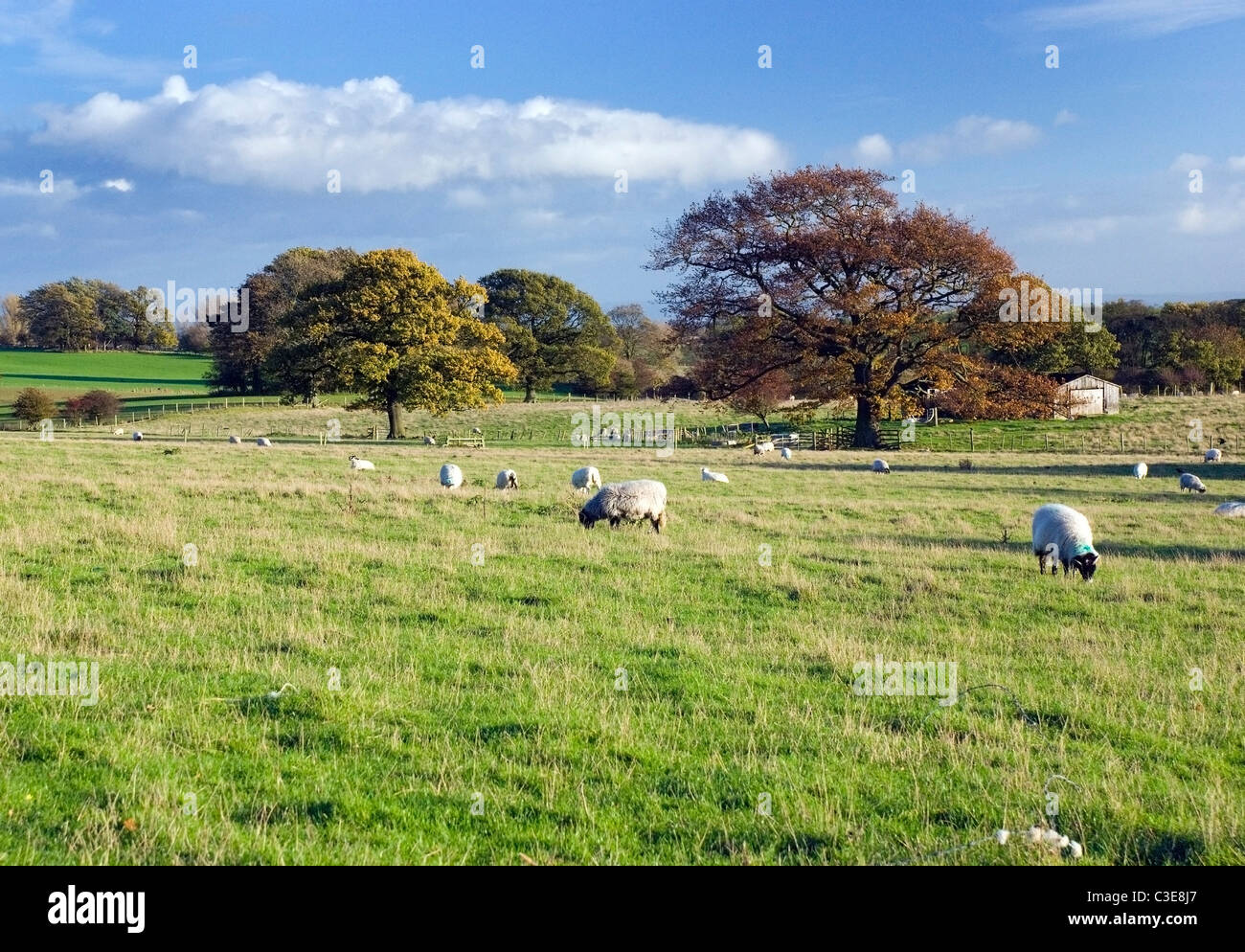 Sheep farm, Scottish pasture, West Lothian Stock Photo - Alamy