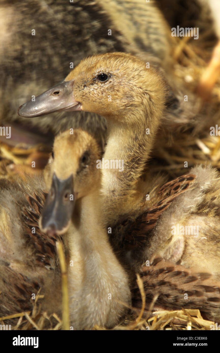 Estate of Tatton Park, England. Chicks with their mothers at Tatton ...