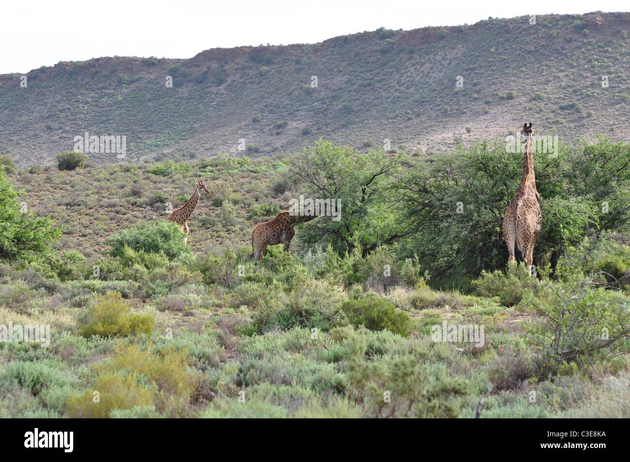 Giraffes in landscape, wildlife, nature, Sanbona wildlife reserve Stock ...