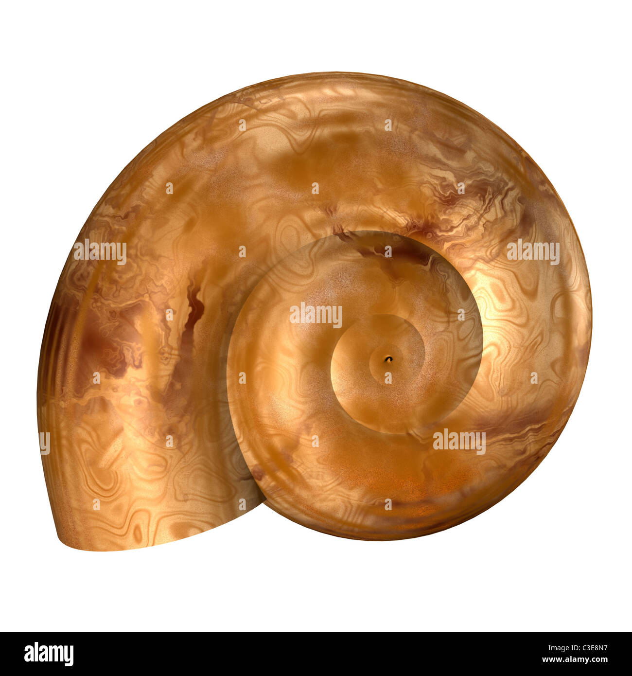 Prehistoric seashell hi-res stock photography and images - Alamy