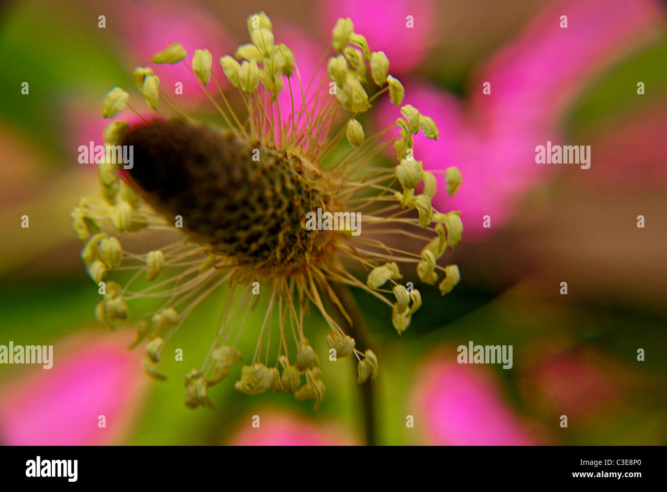 flower close up Stock Photo - Alamy