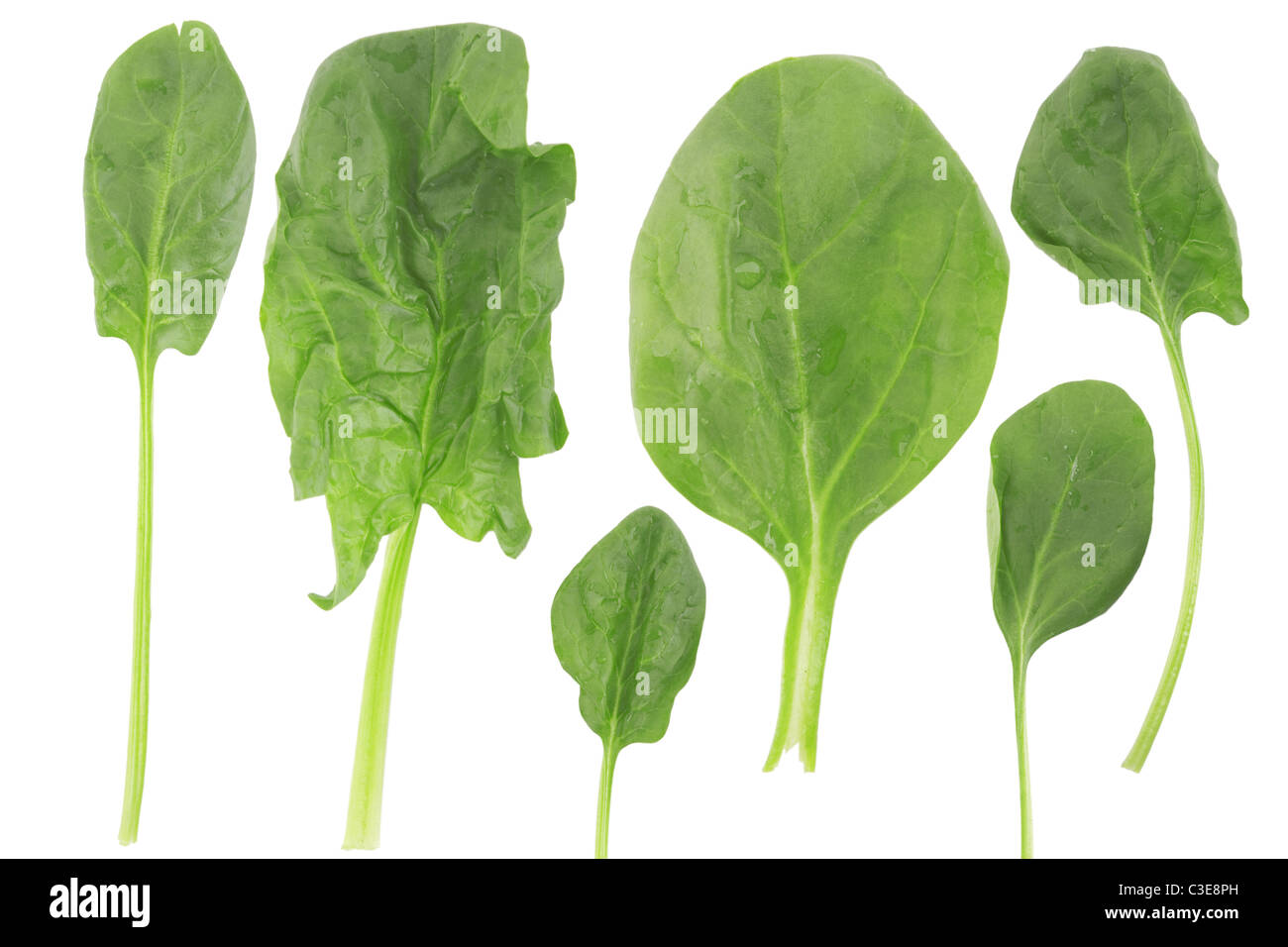 different shape of fresh spinach on white background, vegetarian food ...