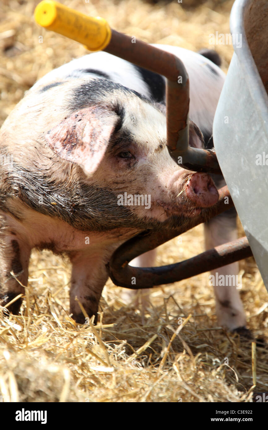 Estate of Tatton Park, England. Gloucestershire Old Spot piglet at ...