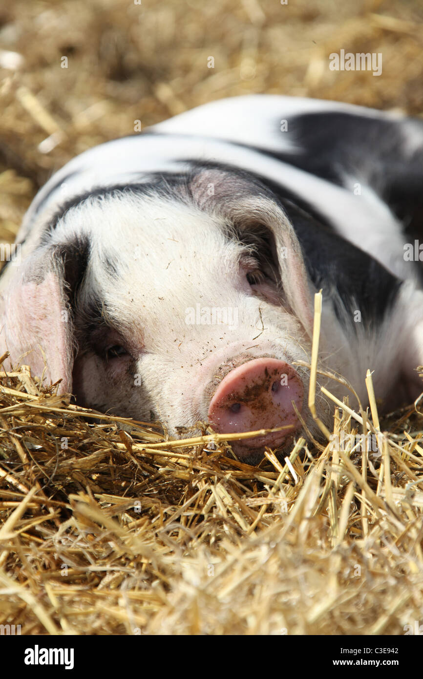 Tatton Park Farm High Resolution Stock Photography and Images - Alamy
