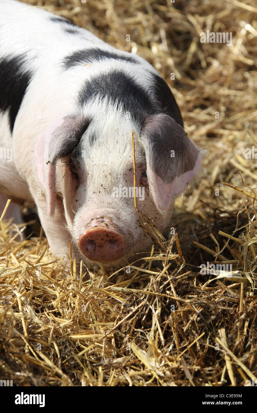 Estate of Tatton Park, England. Gloucestershire Old Spot piglet at ...