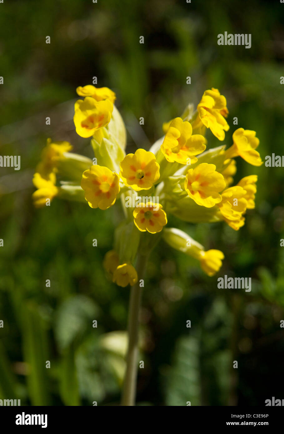 Cowslips Primula veris Stock Photo - Alamy