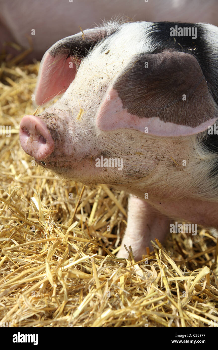 Tatton Park Farm High Resolution Stock Photography and Images - Alamy