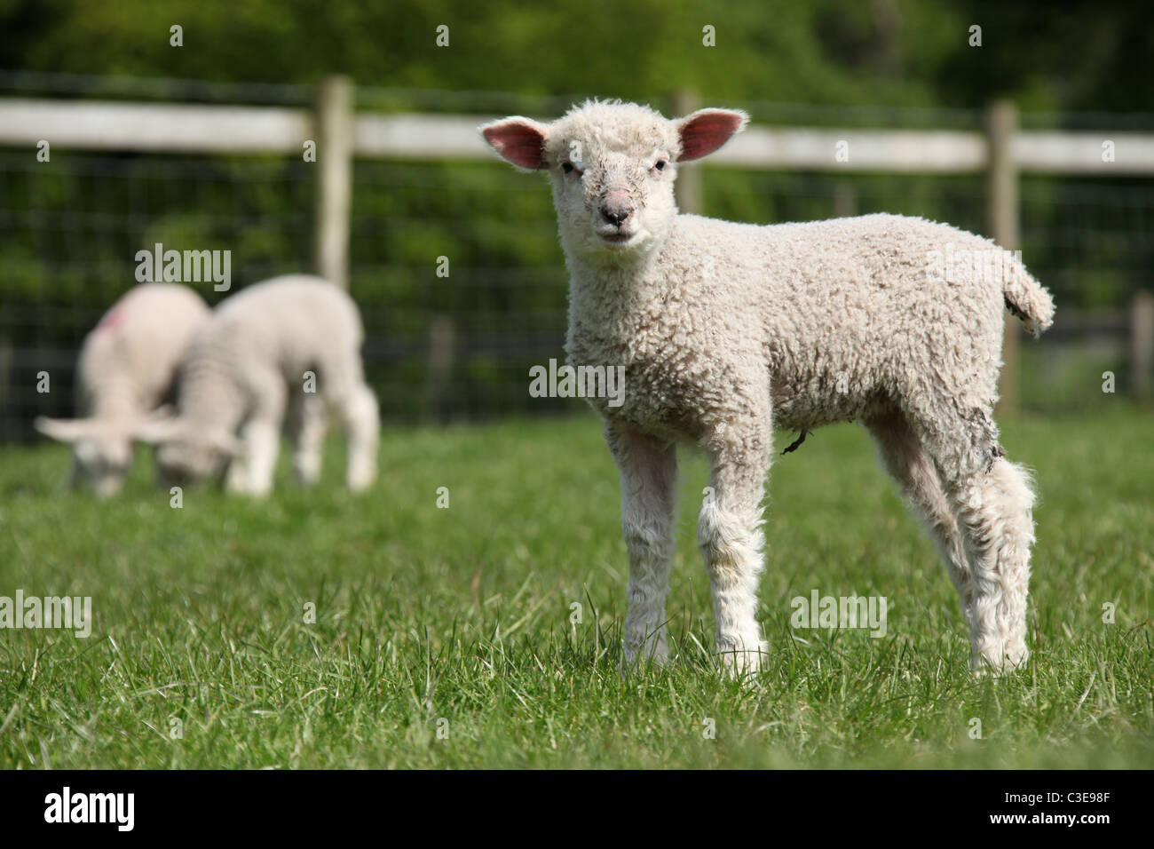 Spring lambs images hi-res stock photography and images - Alamy