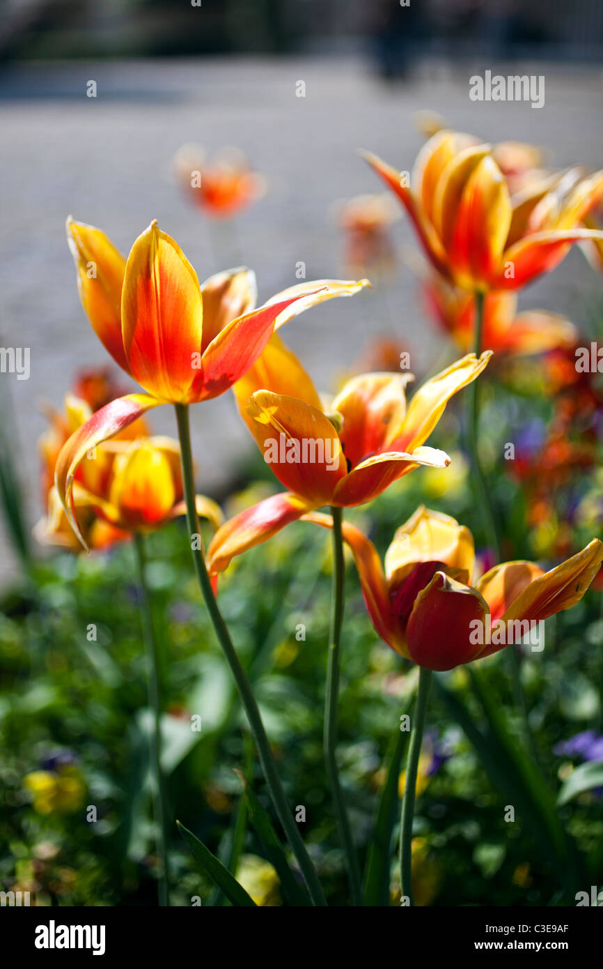 Tulip sepals hi-res stock photography and images - Alamy