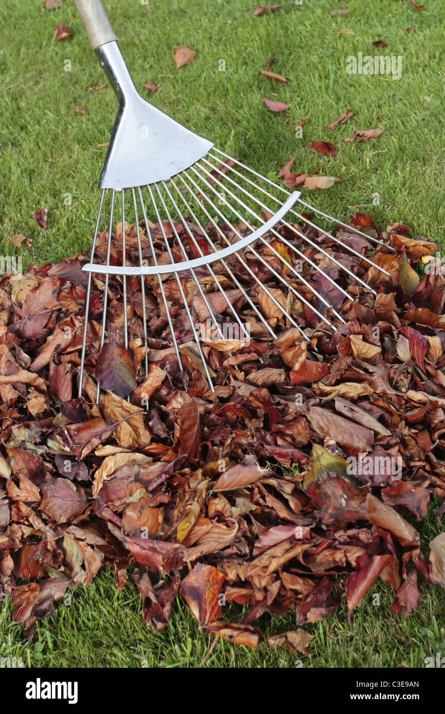 Autumn leaves fallen on grass lawn Stock Photo - Alamy