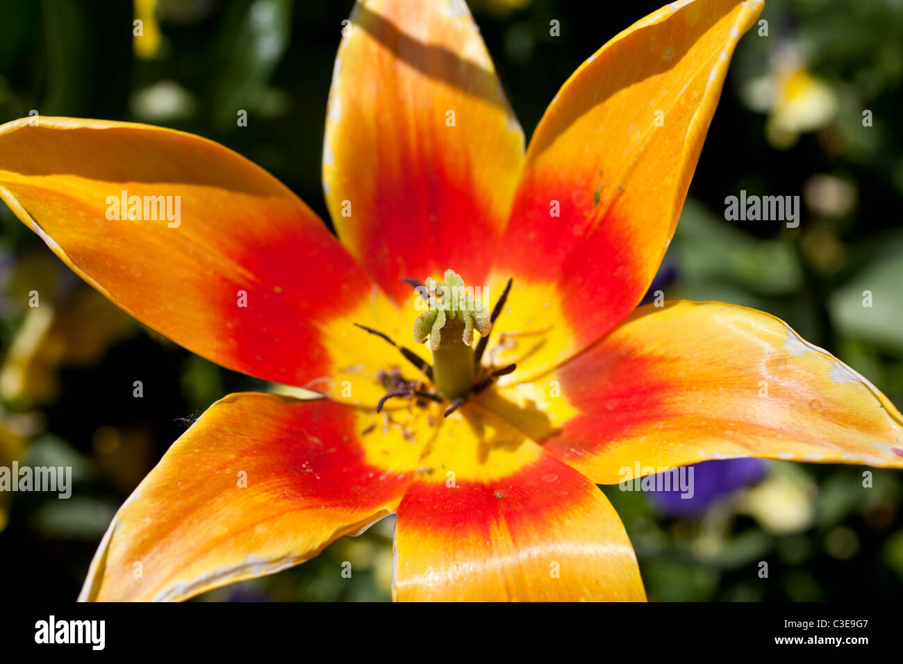 Pistil and style and stigma hi-res stock photography and images - Alamy