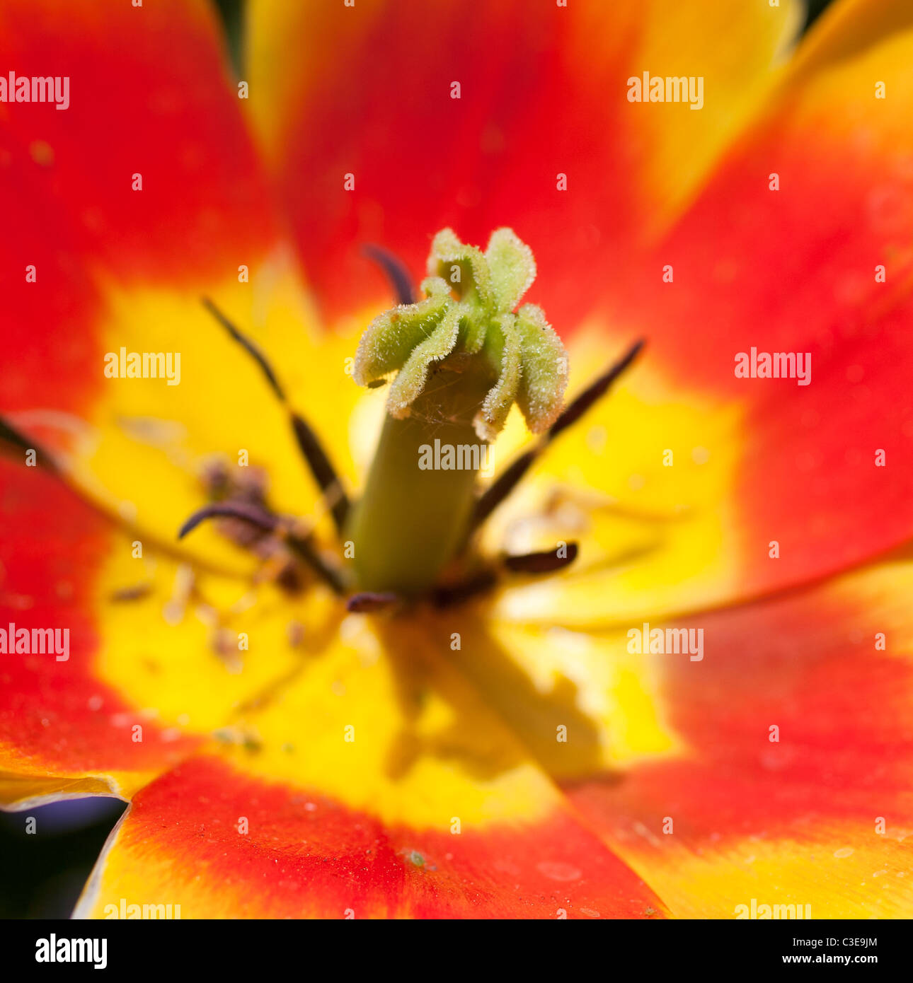 Female organs of a flower hi-res stock photography and images - Alamy