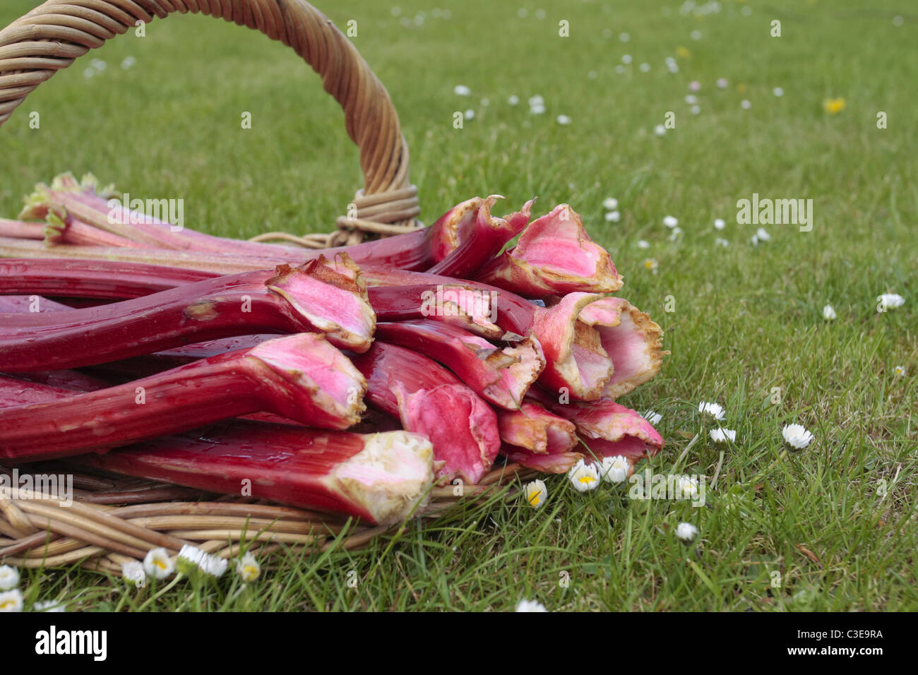 Rhubarb hi-res stock photography and images - Alamy