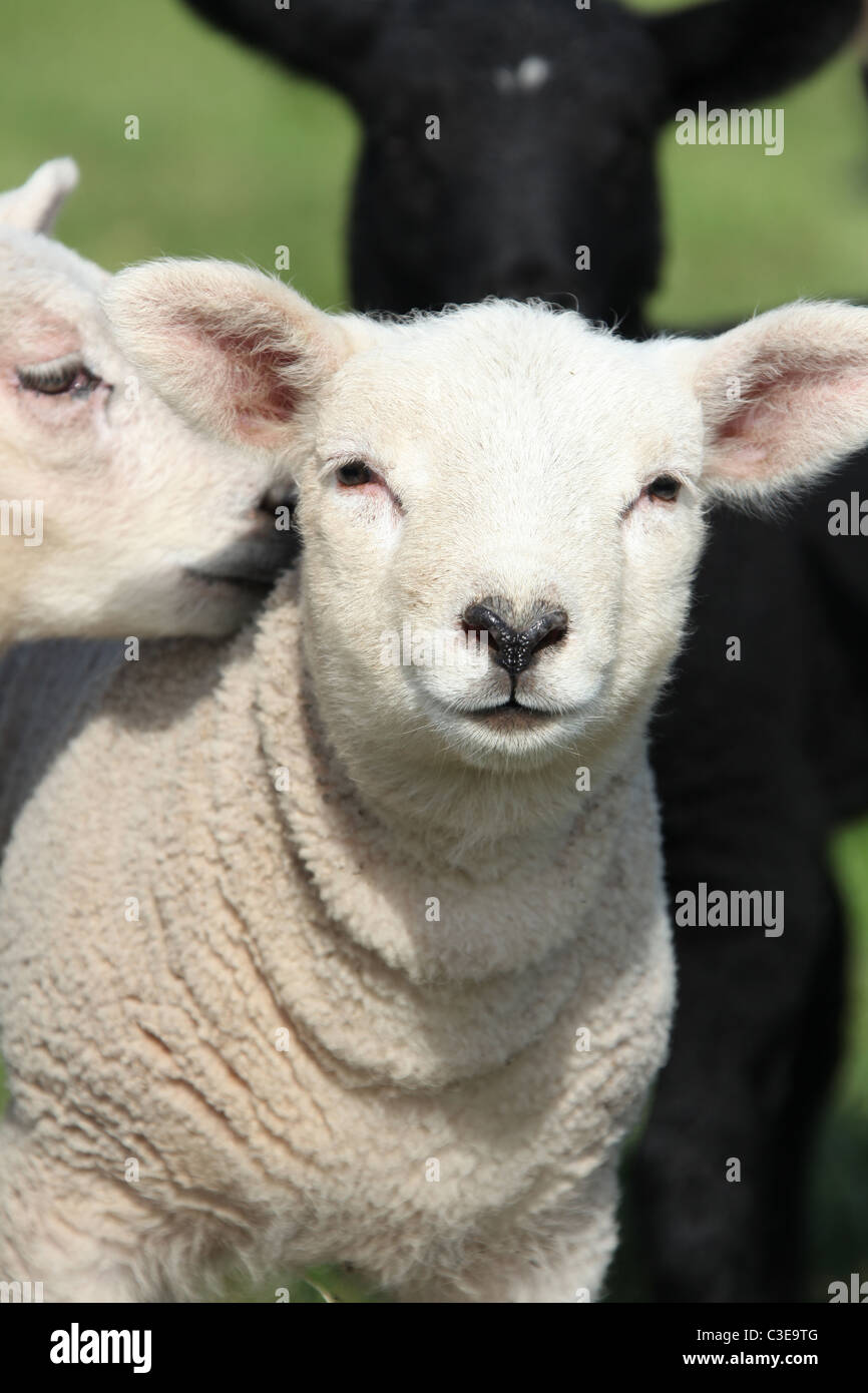 Estate of Tatton Park, England. Spring lambs Tatton Park’s Home Farm ...
