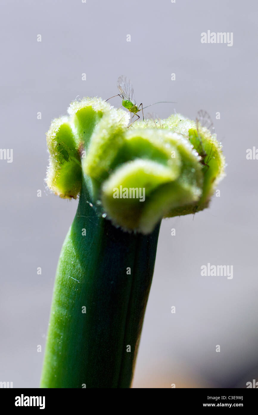 Closeup of aphids climbing over the style & stigma of a Tulip Flower ...