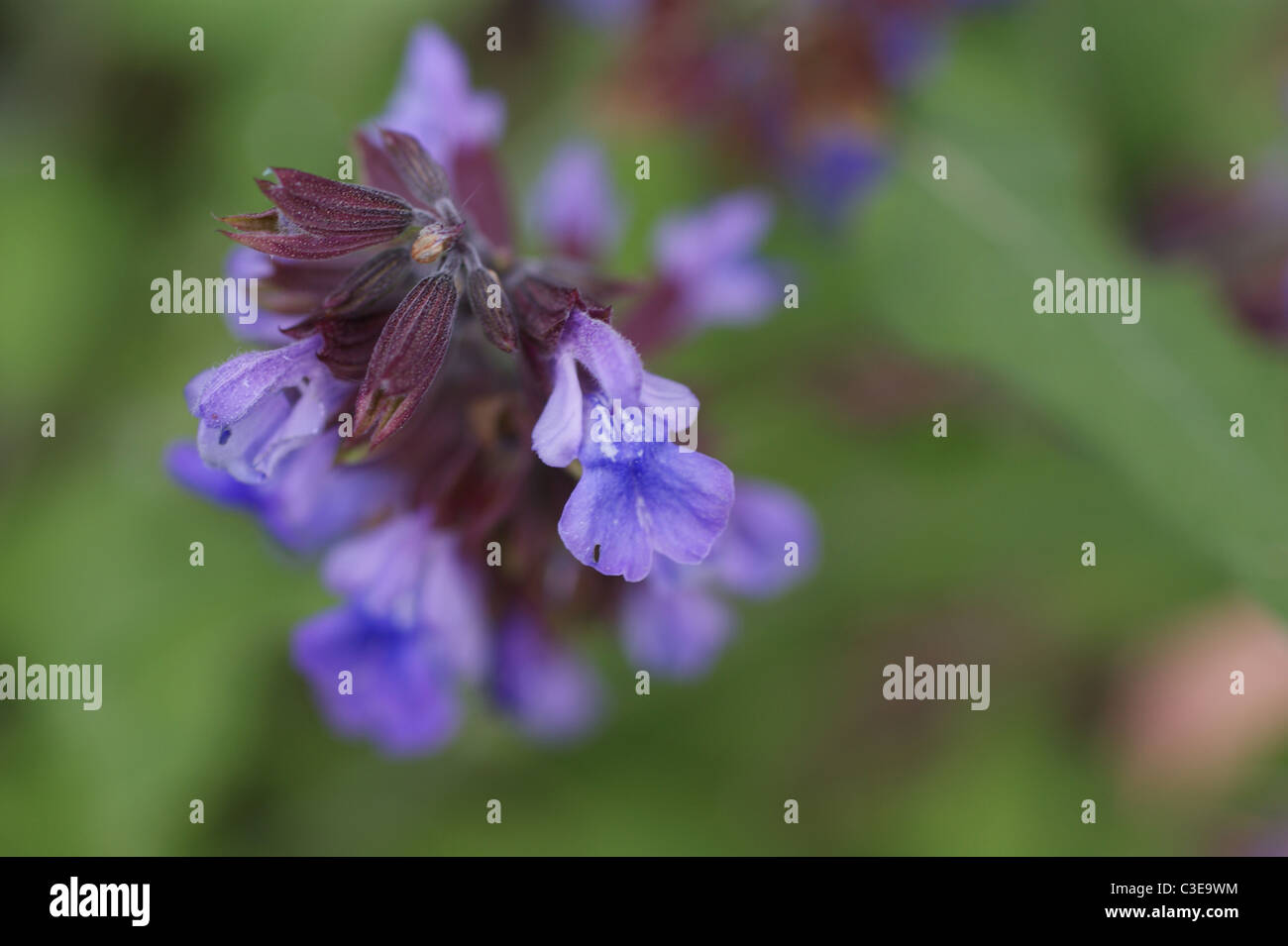 FLOWER ON SAGE HERB PLANT Stock Photo - Alamy
