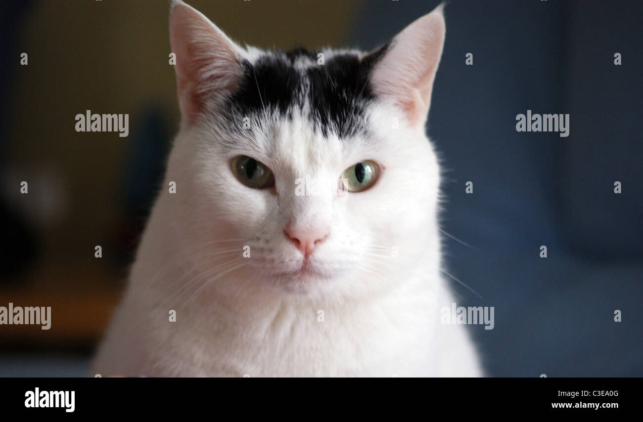 WHITE AND BLACK CAT STARING AT THE CAMERA Stock Photo - Alamy