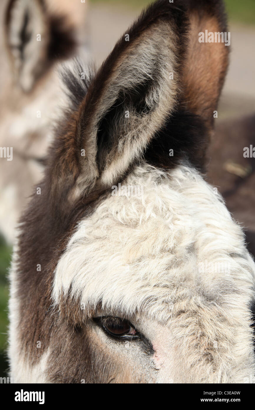 Estate of Tatton Park, England. Close up view of donkeys (Dotty and ...