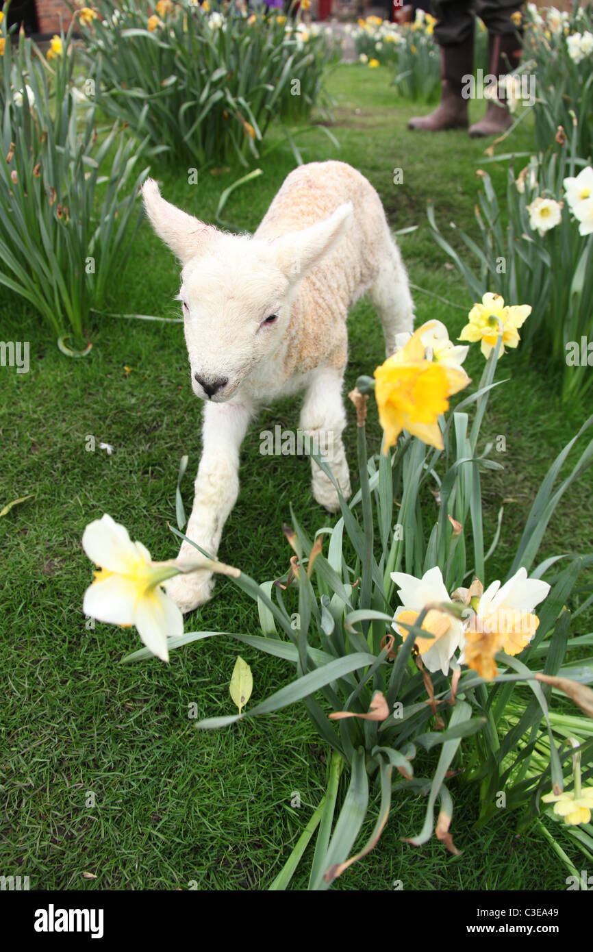 Estate of Tatton Park, England. Spring lamb Tatton Park’s Home Farm ...