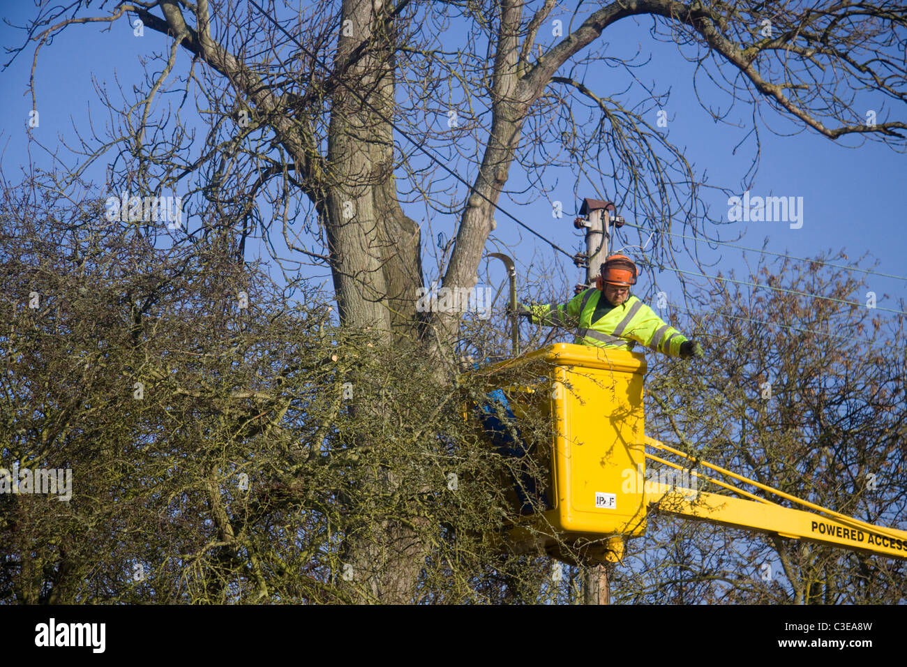 Powerline tree clearance Stock Photo - Alamy