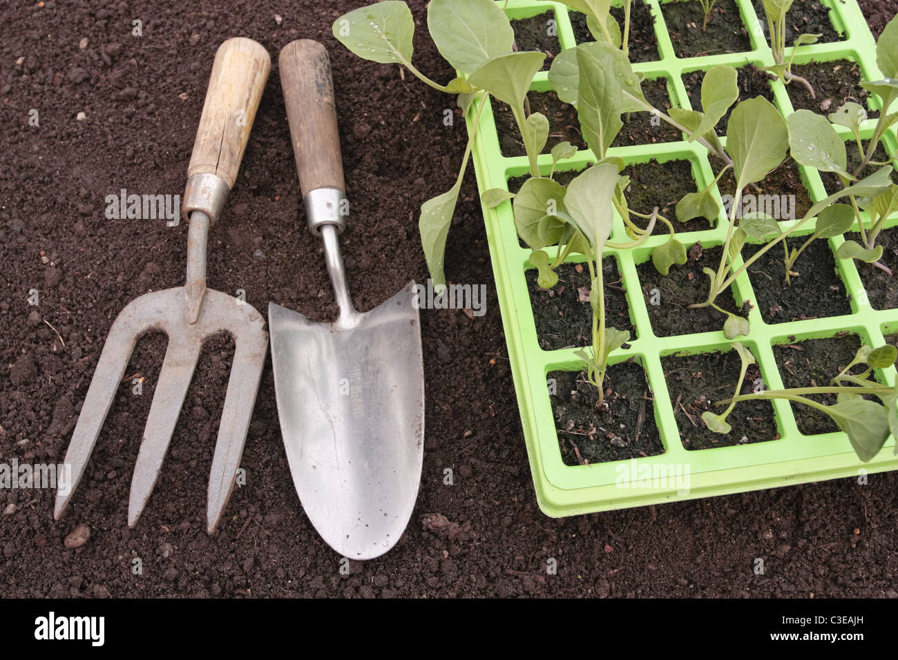 Planting of vegetable seeds in prepared soil Stock Photo - Alamy