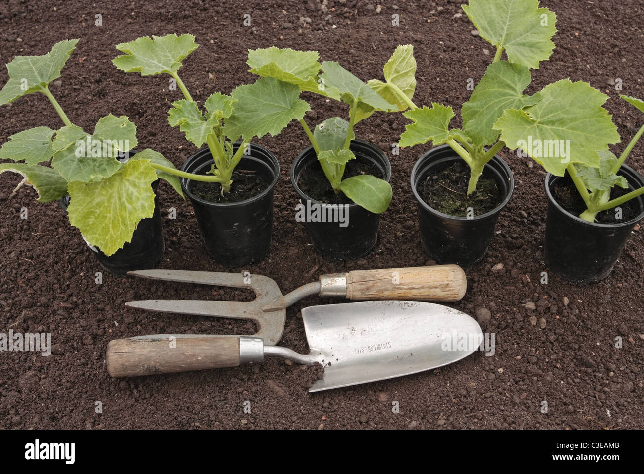 Planting of vegetable seeds in prepared soil Stock Photo - Alamy