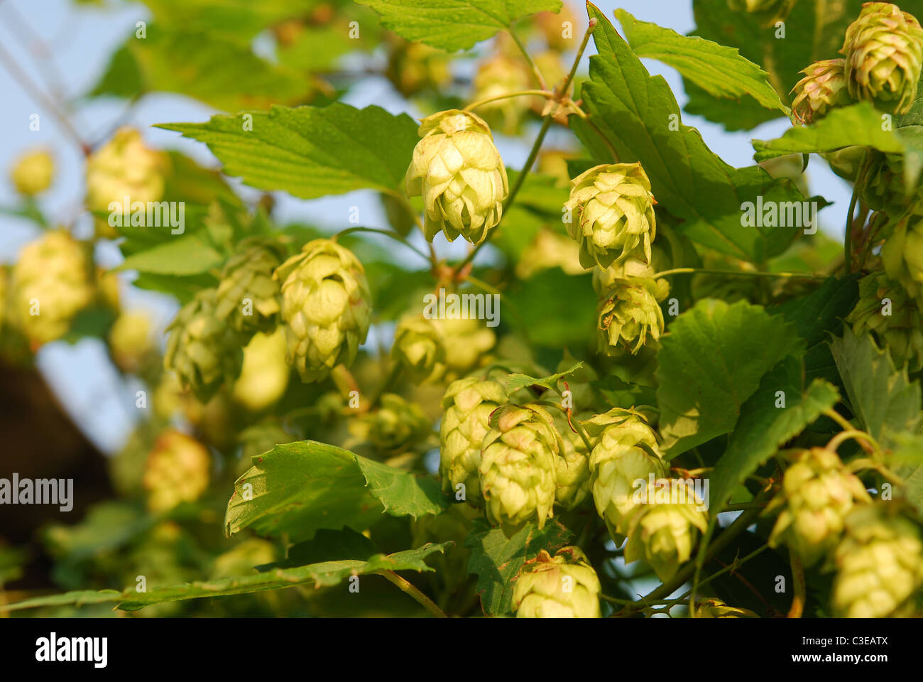 Hop leaf hi-res stock photography and images - Alamy