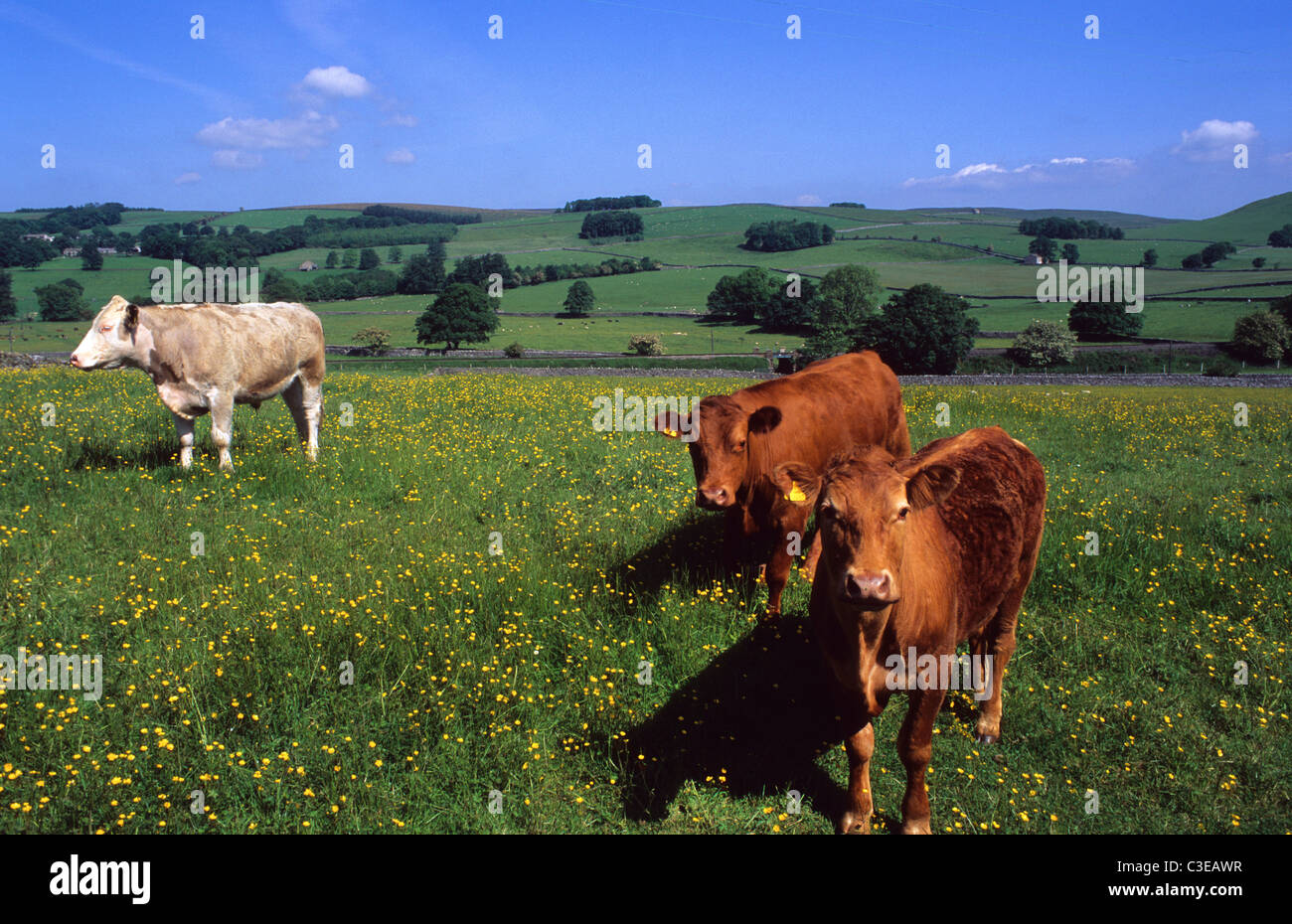 dexter breed calves in springtime meadow looking over drystone wall at ...