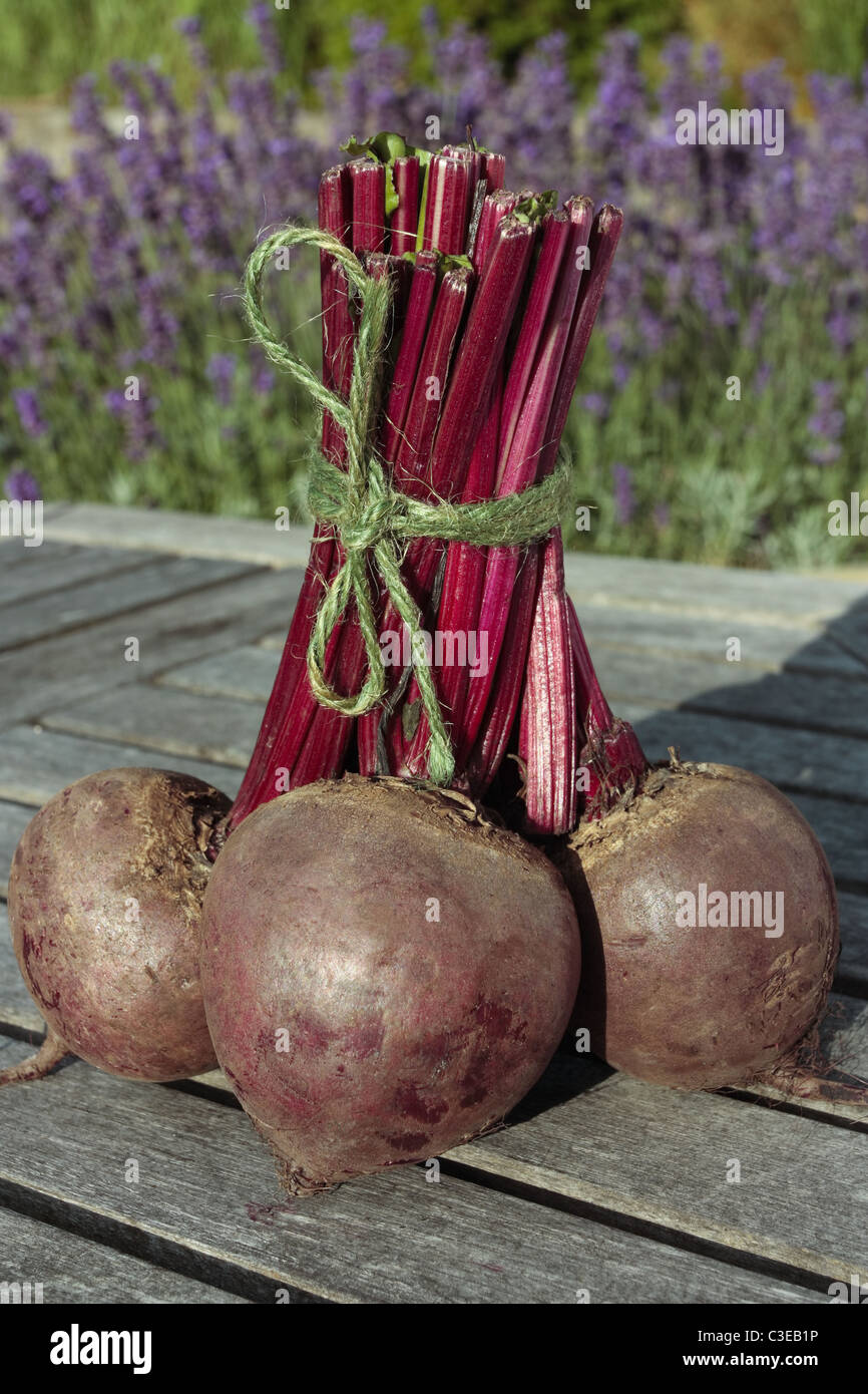Freshly picked beetroot vegetables Stock Photo - Alamy