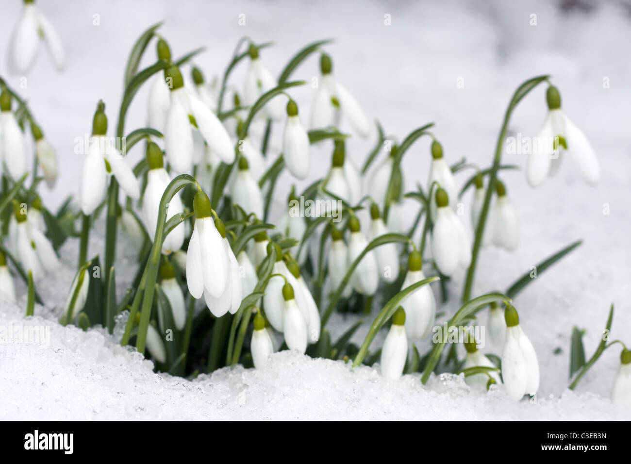 Snowdrops frost hi-res stock photography and images - Alamy