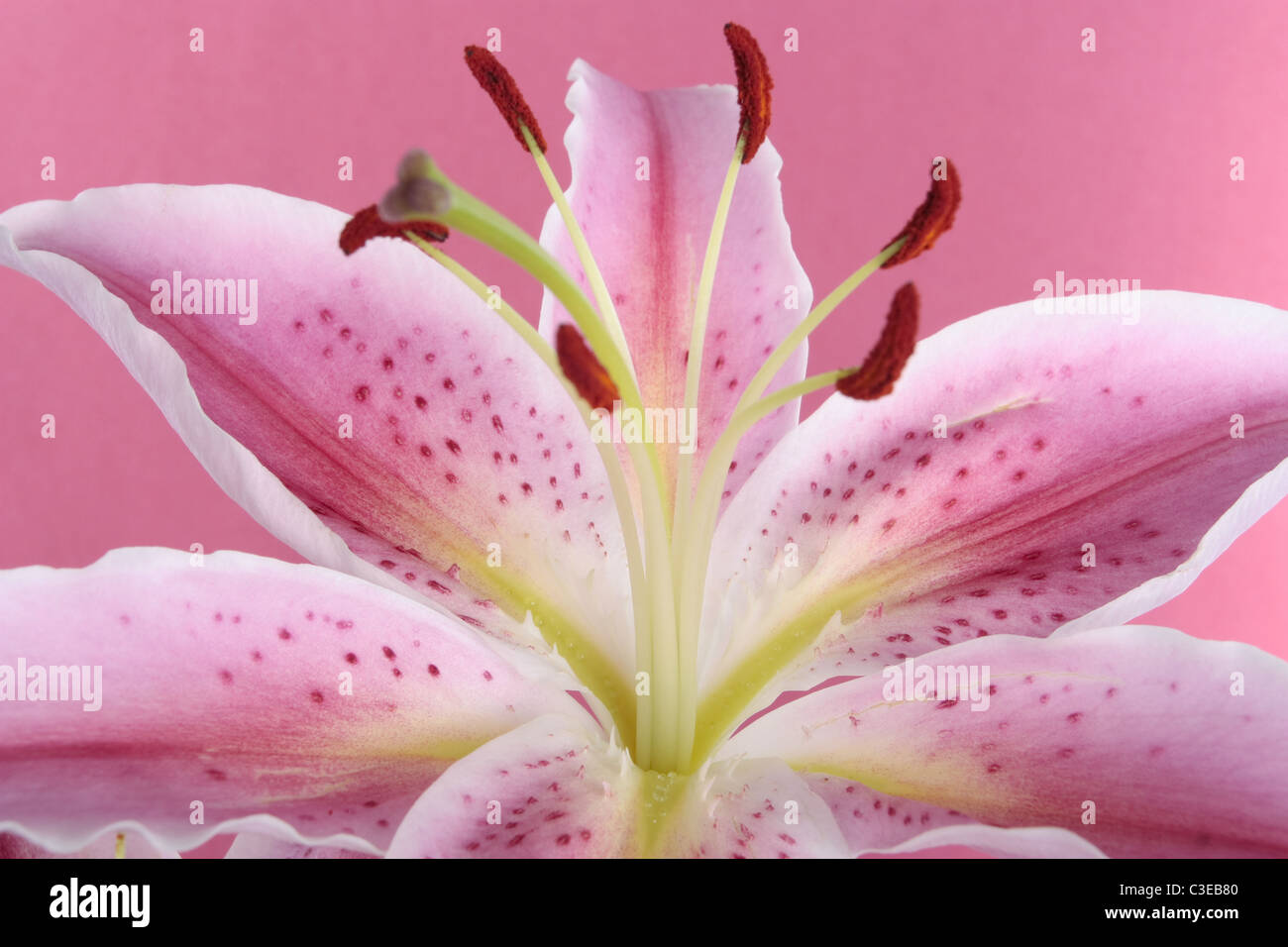 Pink lily flower over pink Stock Photo - Alamy