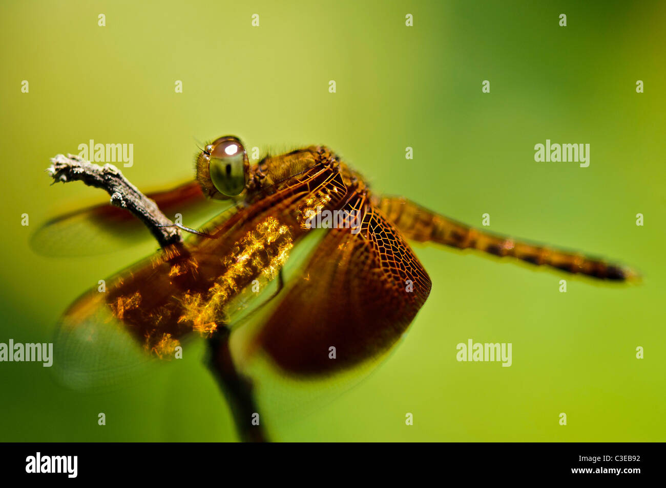 Malaysian dragonfly hi-res stock photography and images - Alamy
