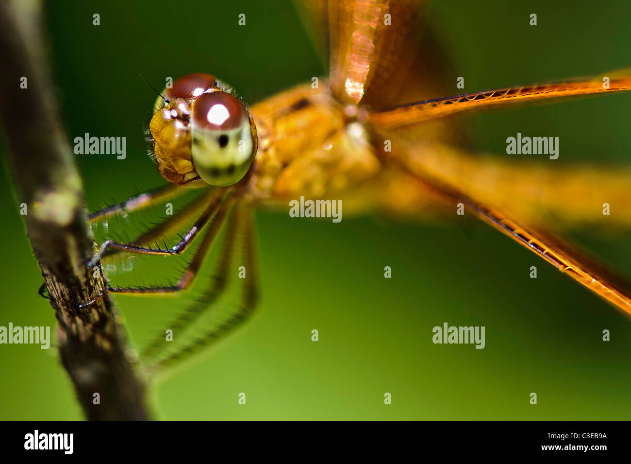 Red dragonfly malaysia hi-res stock photography and images - Alamy