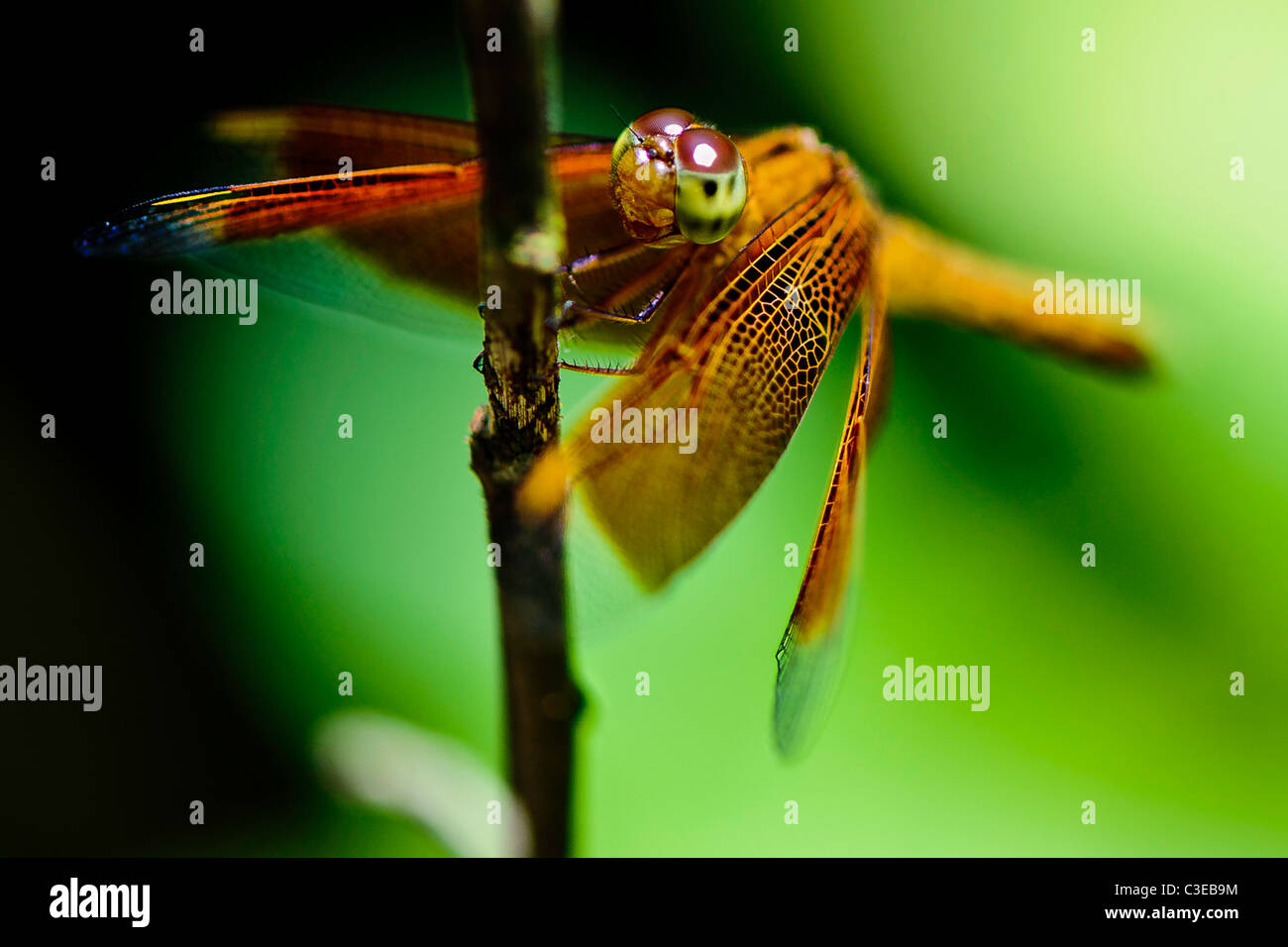 Red dragonfly malaysia hi-res stock photography and images - Alamy