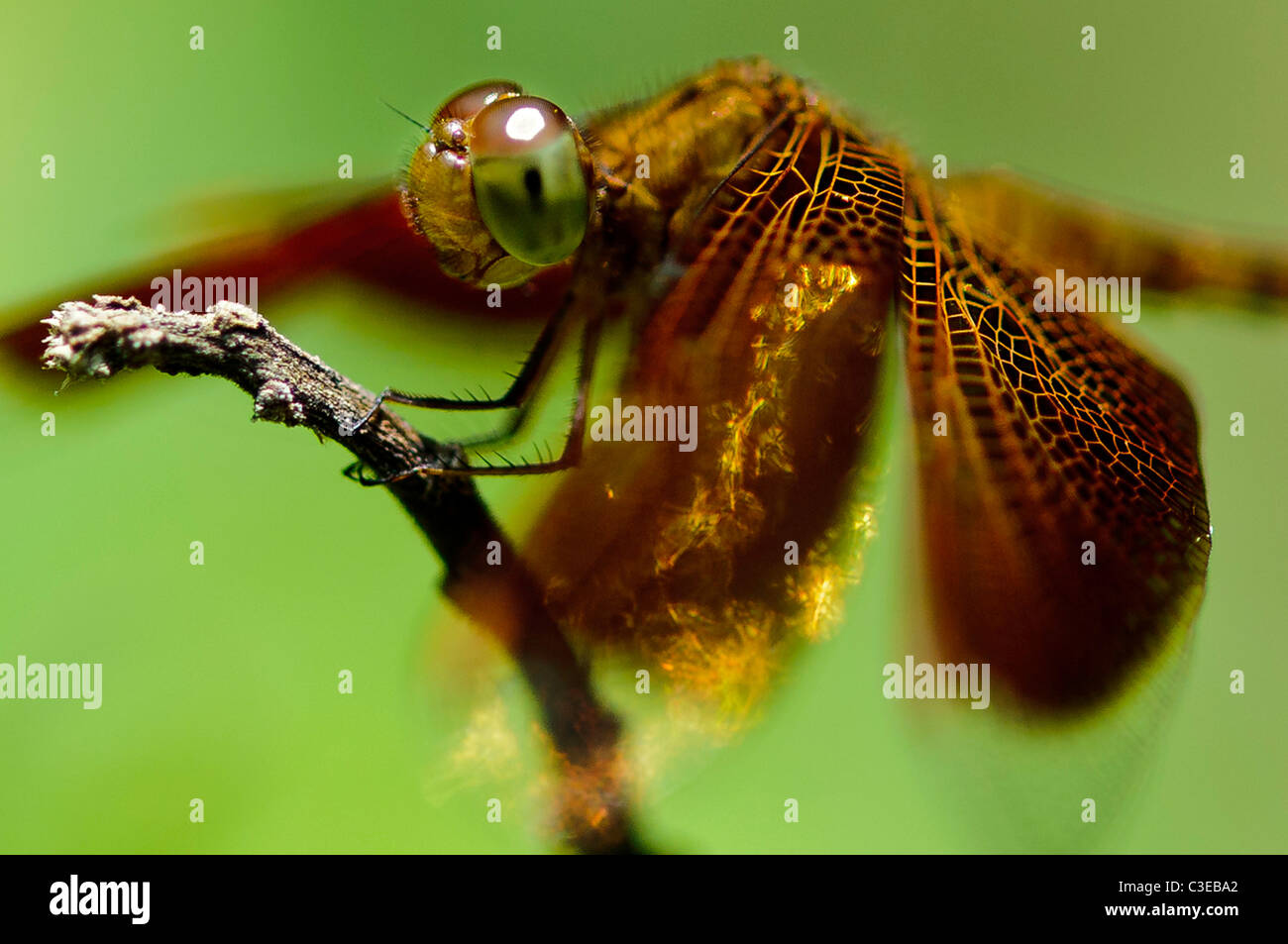 Red Grasshawk Dragonfly Stock Photo - Alamy