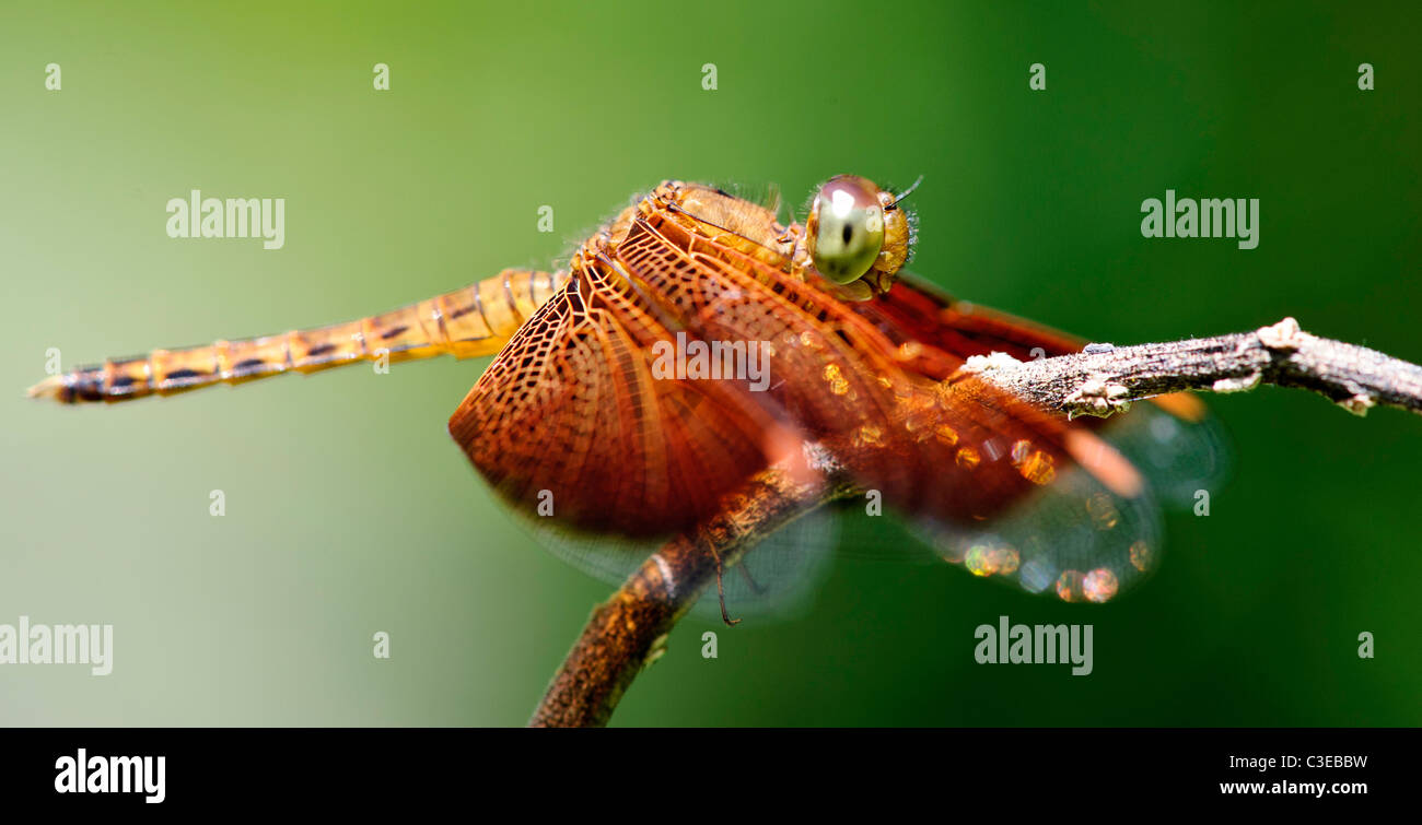 Red grasshawk hi-res stock photography and images - Alamy