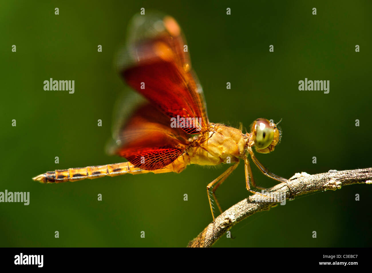 Red Grasshawk Dragonfly Stock Photo - Alamy
