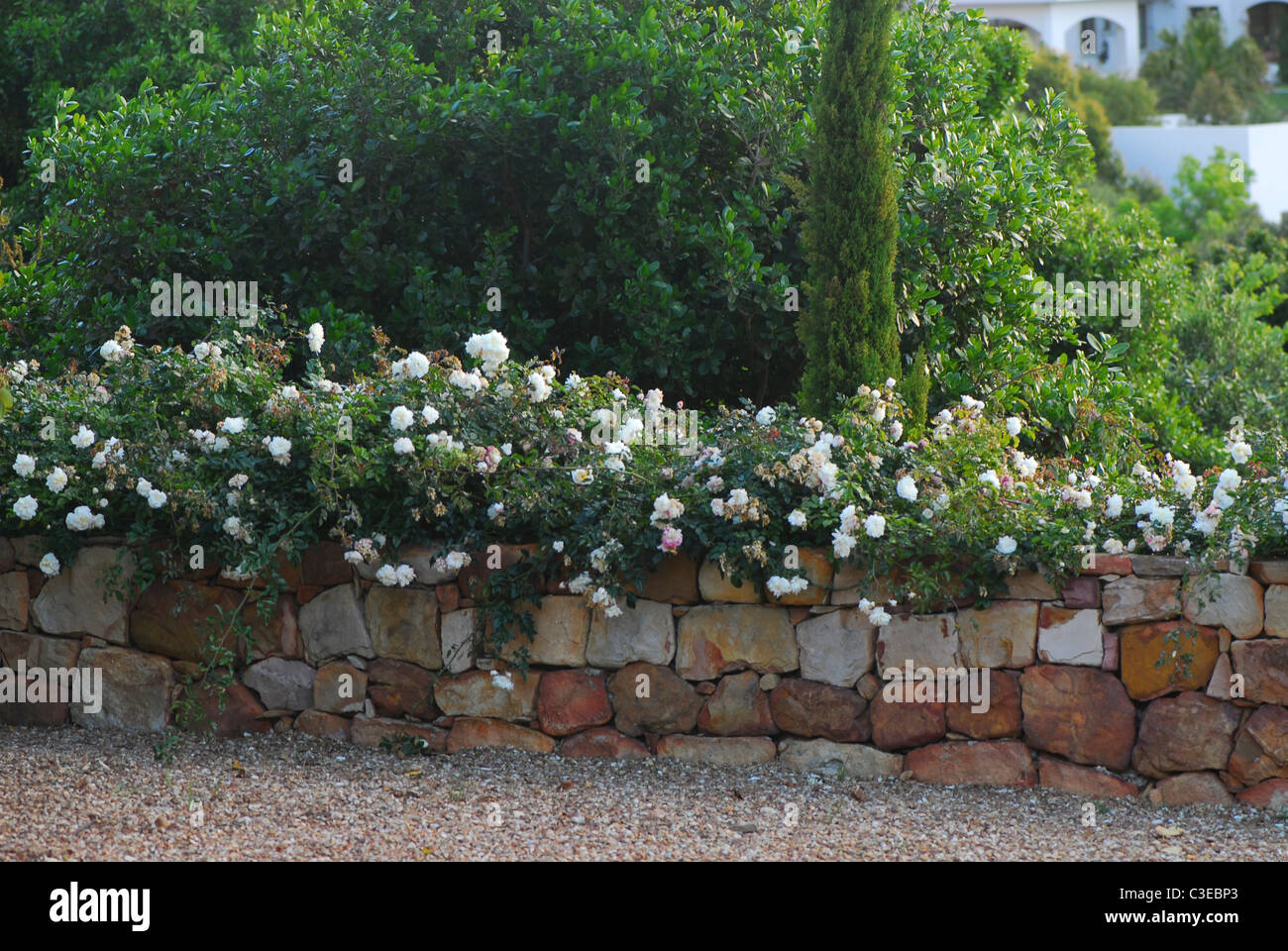 Rock roses hi-res stock photography and images - Alamy
