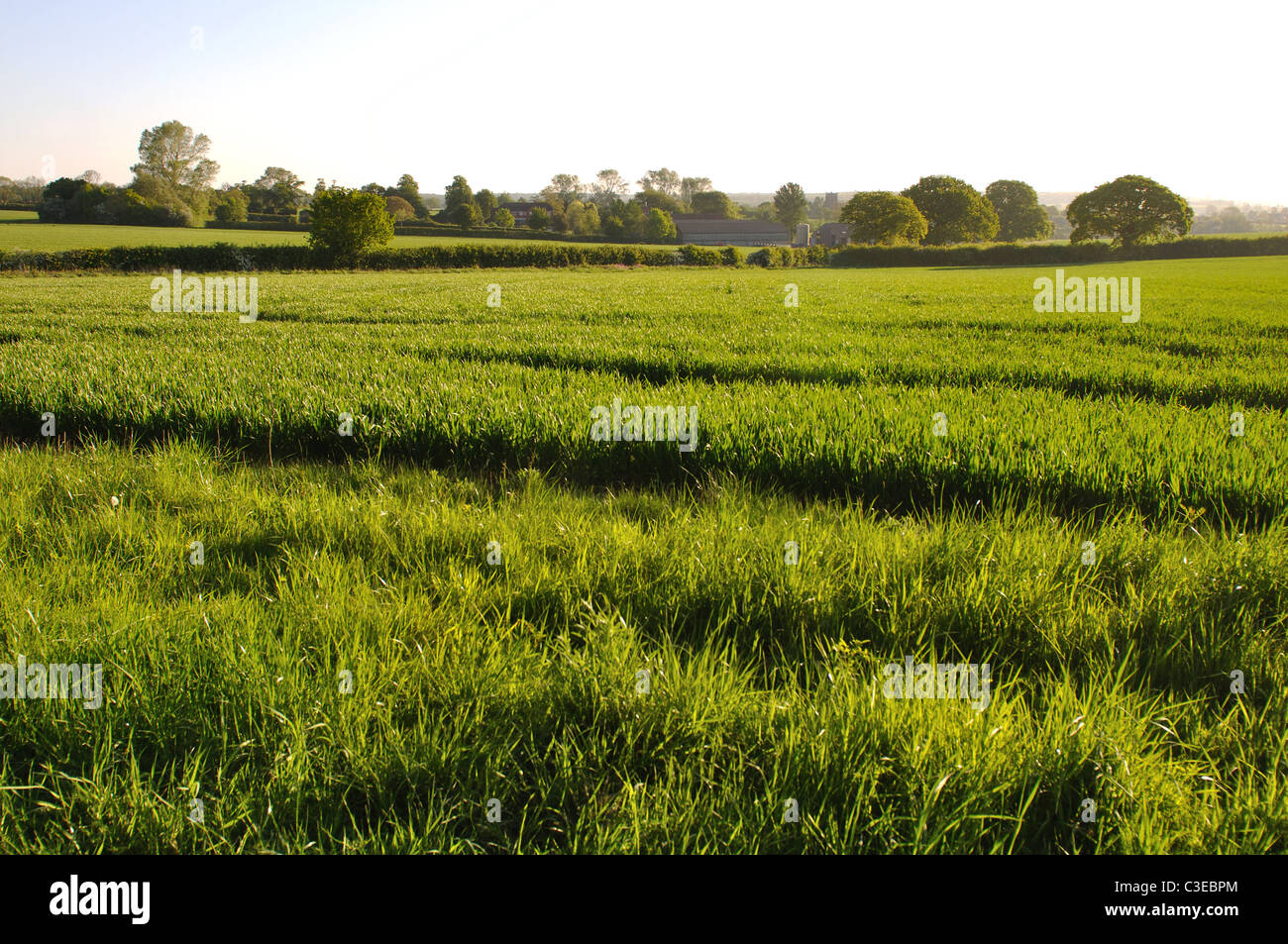 Arable landscape near South Cubbington Woods, Warwickshire, England, UK ...