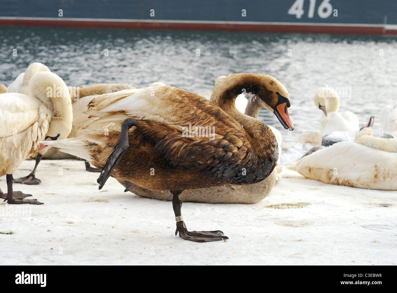 Oil covered animal hi-res stock photography and images - Alamy
