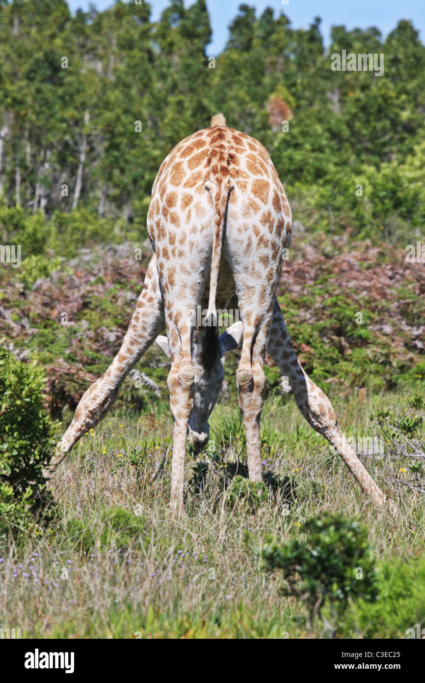 Giraffe, South Africa, green plants Stock Photo - Alamy